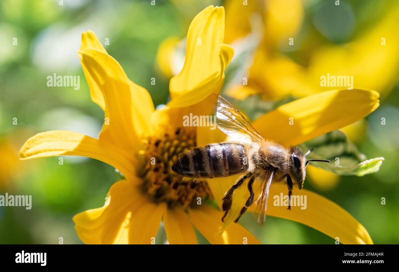 Bee flying around yellow hi-res stock photography and images - Alamy