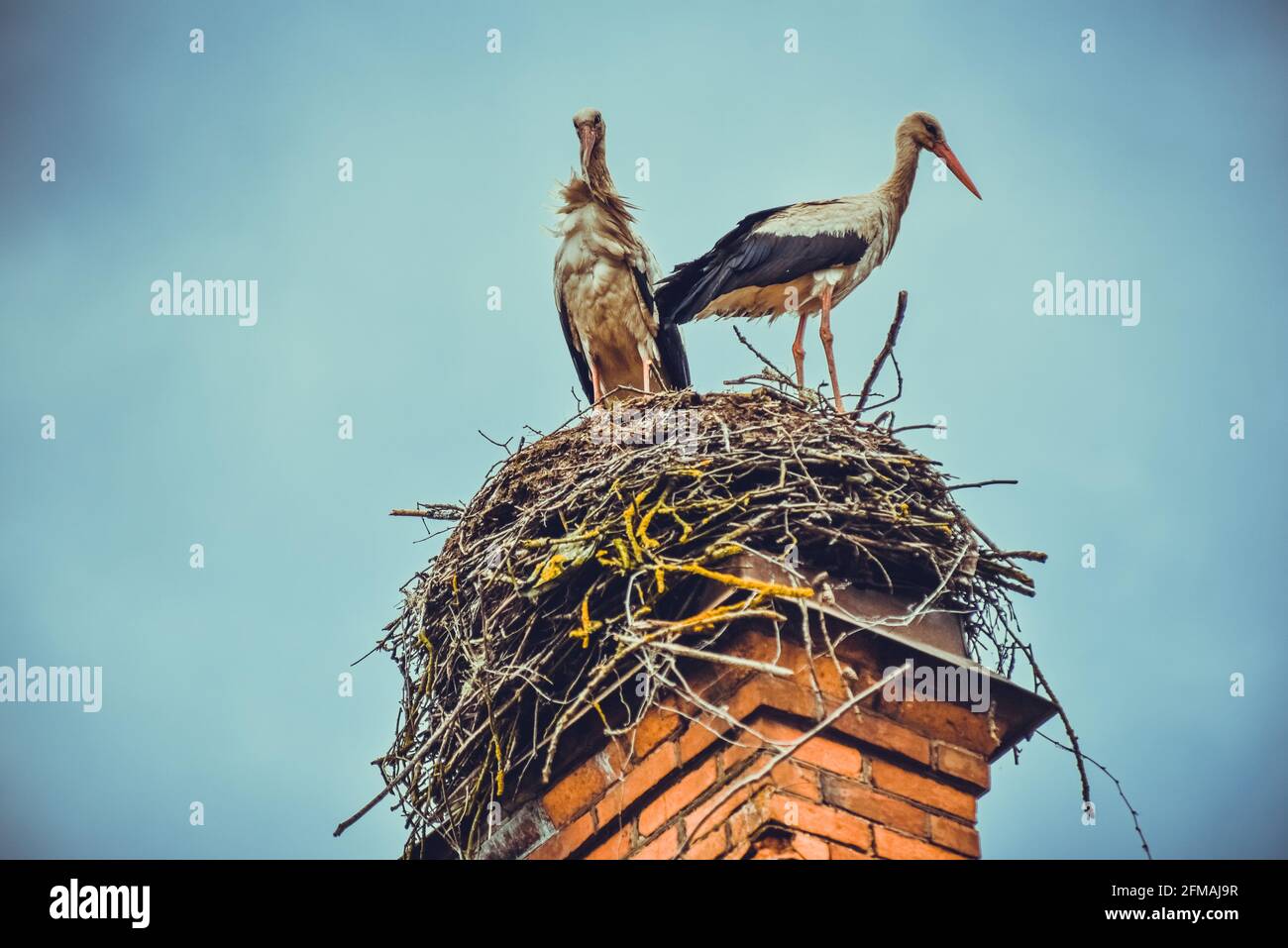 In the spring, a family of storks arrives and builds a nest on the roof ...