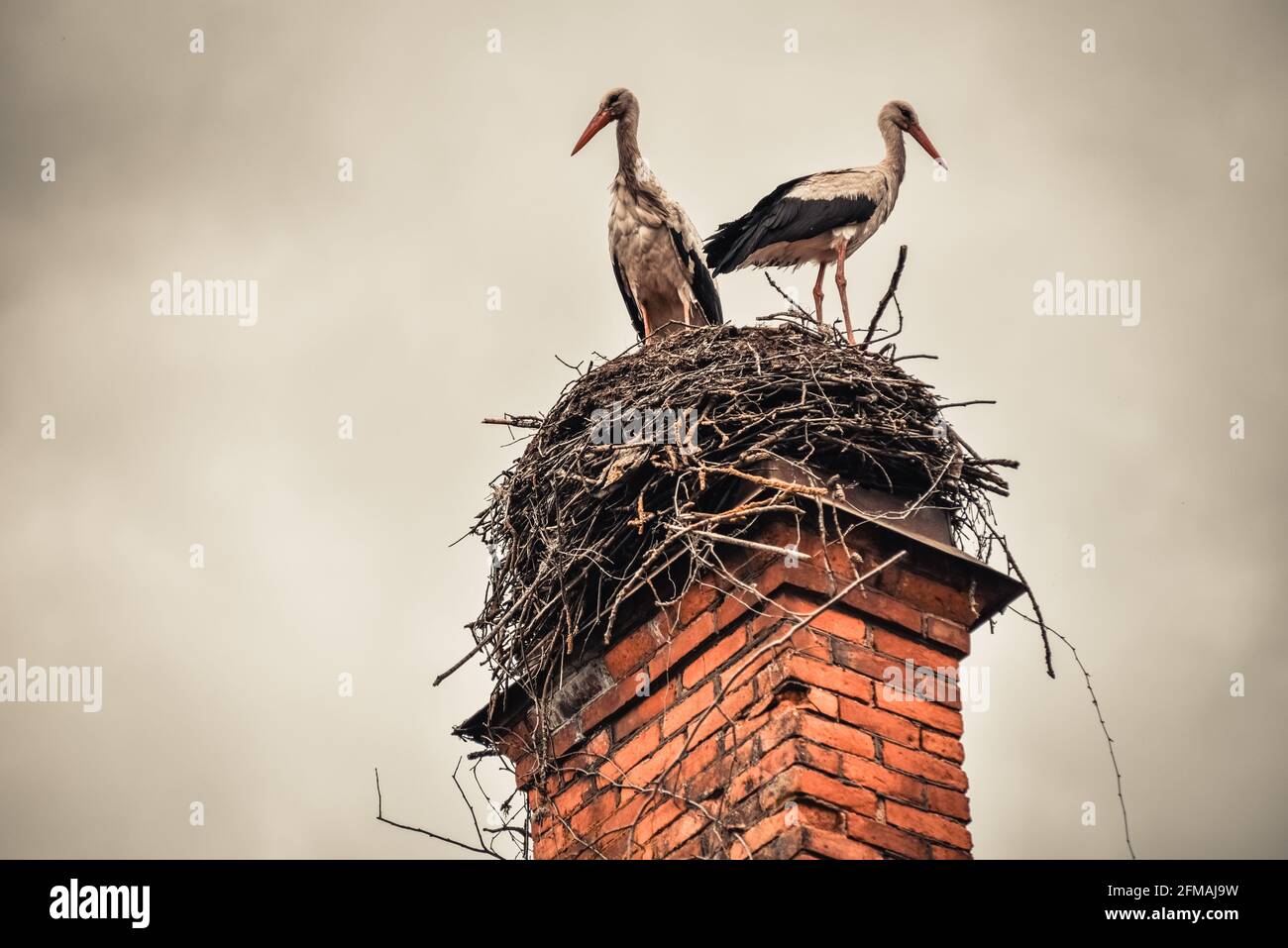 In the spring, a family of storks arrives and builds a nest on the roof ...