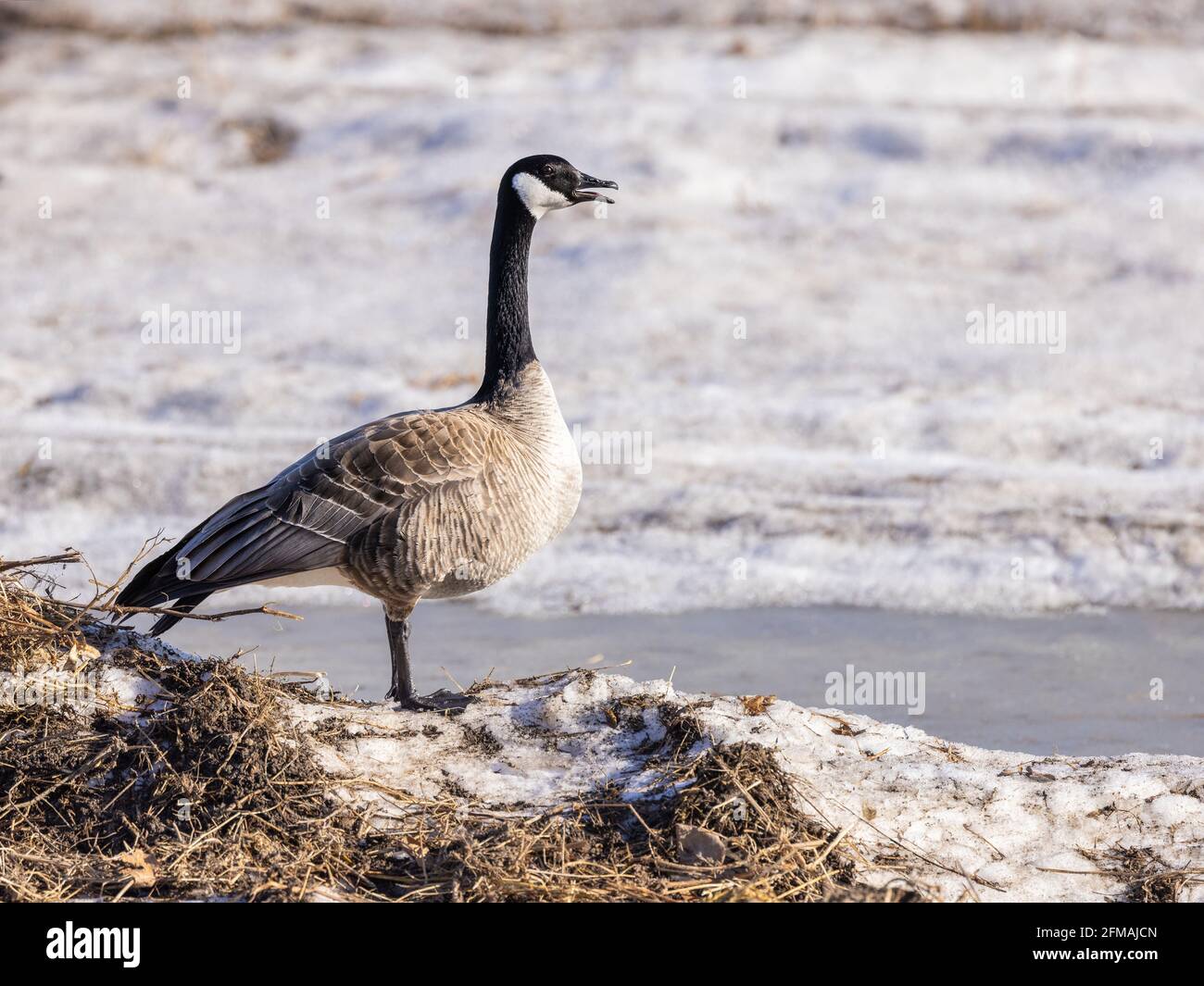 Canada goose canadensis standing field hi-res stock photography and ...