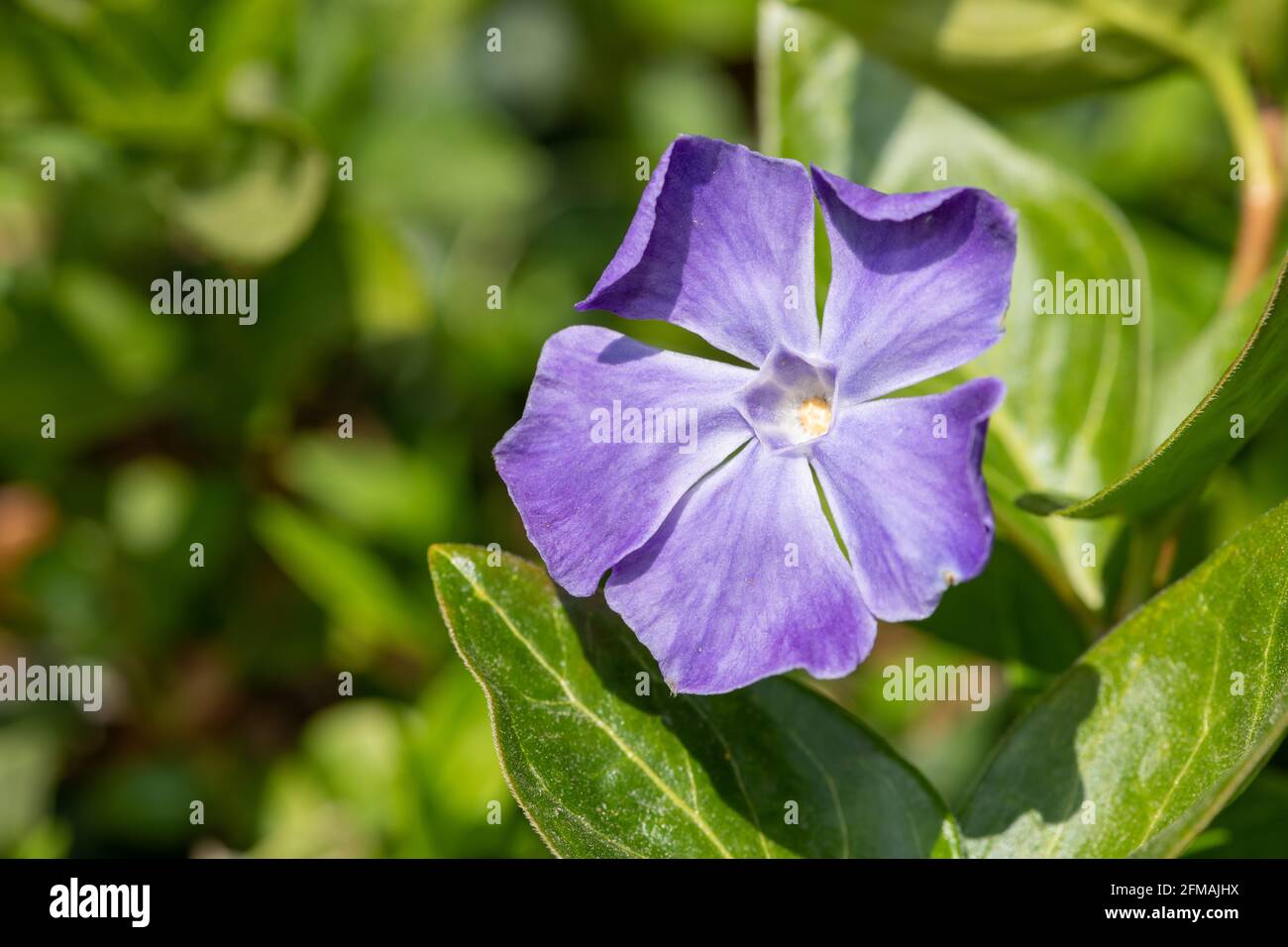 Close up of a greater periwinkle (vinca major) flower in bloom Stock ...