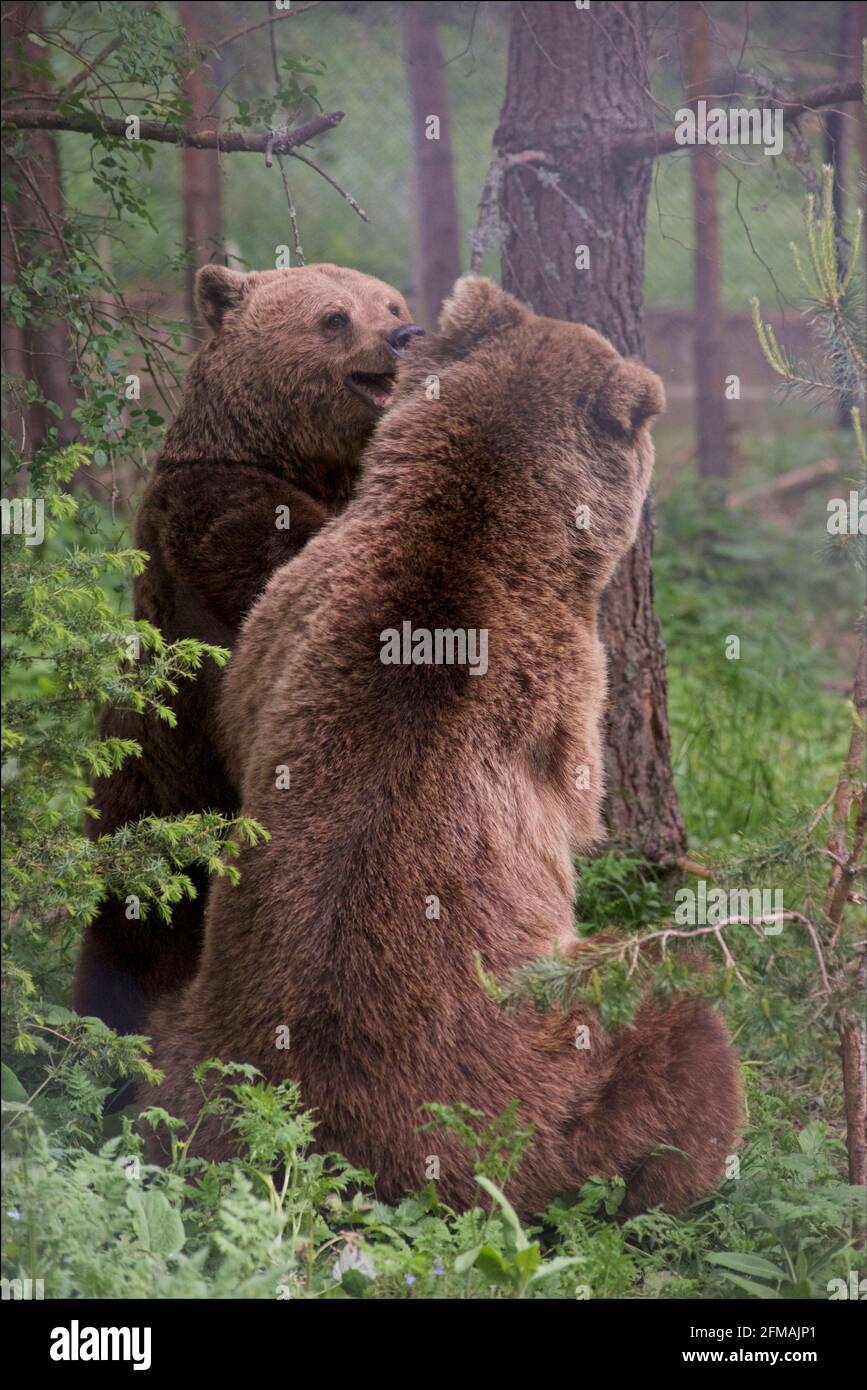 A brown bear walks at the Dancing Bears Reserve in the Rila mountains ...