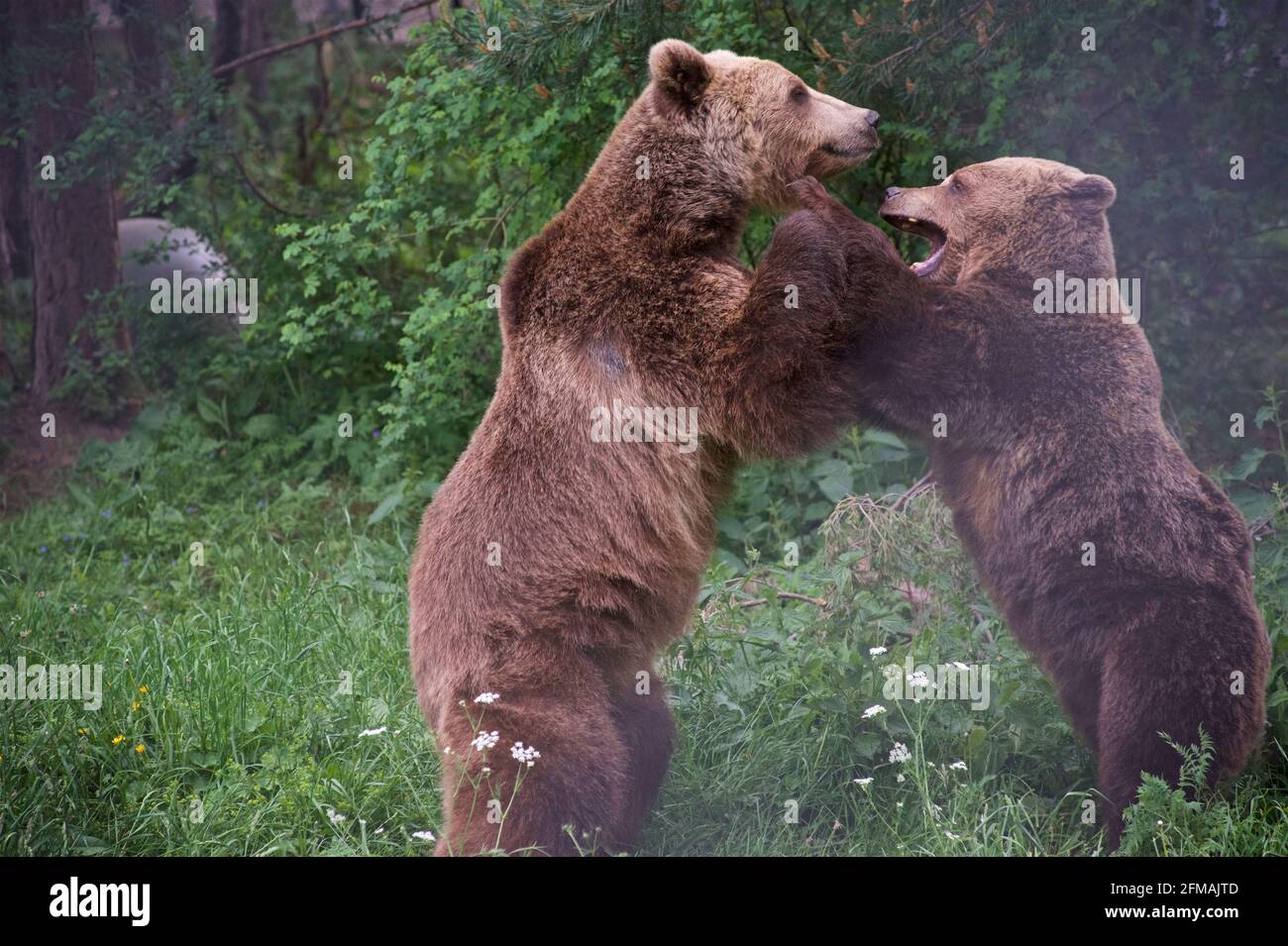 A brown bear walks at the Dancing Bears Reserve in the Rila mountains ...