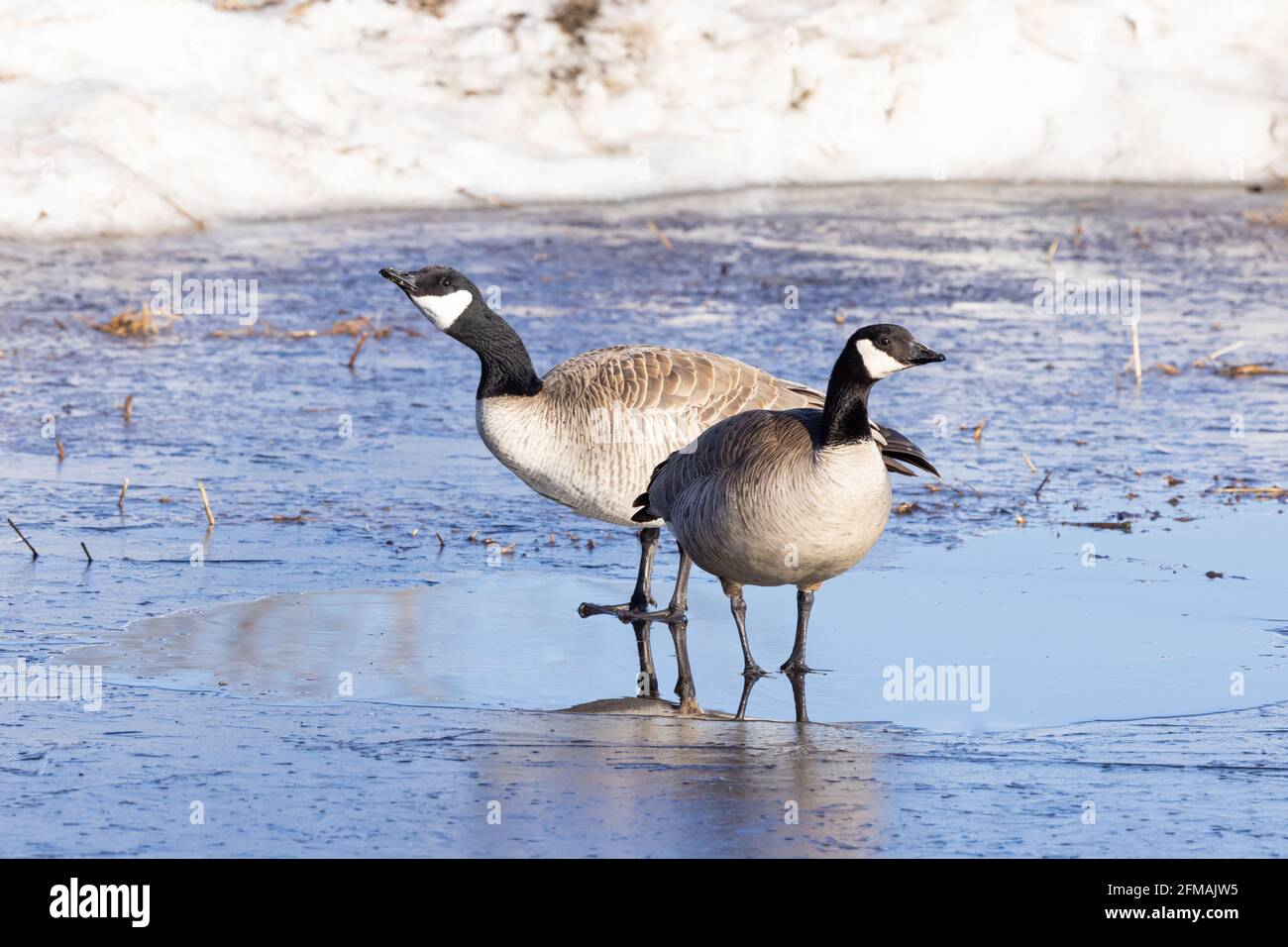 Alaska winter bird hi-res stock photography and images - Alamy