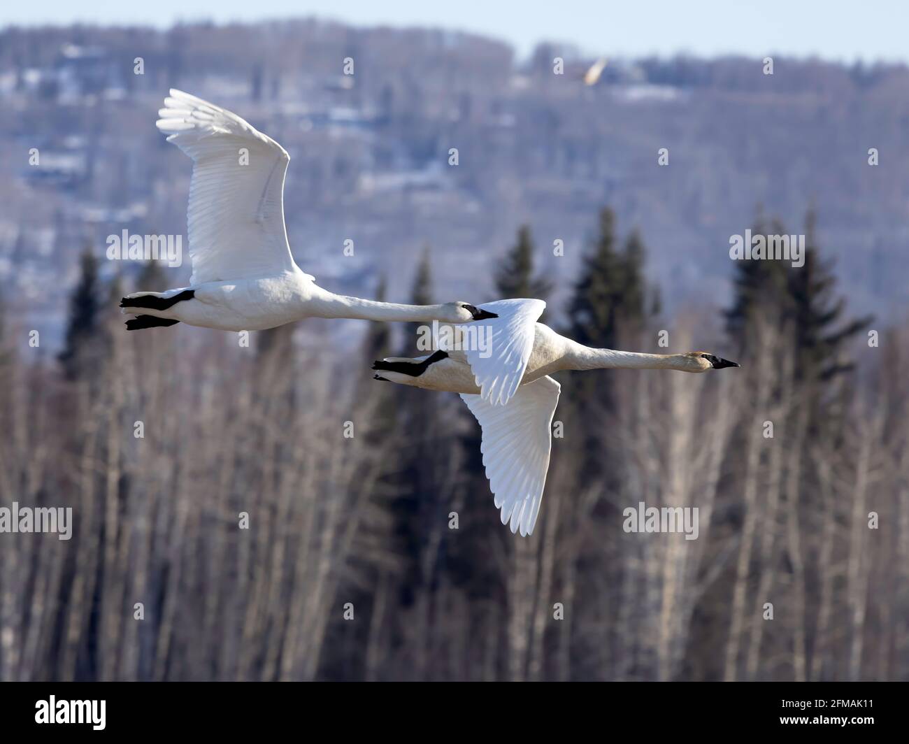Trumpeter swan in north hi-res stock photography and images - Alamy