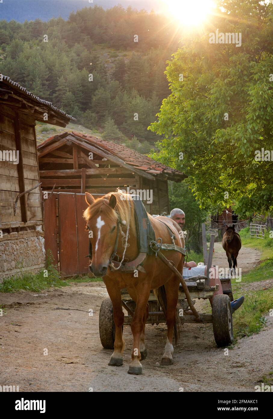 Farmer and horsedrawn cart, Gorno Draglishte, Razlog Municipality ...