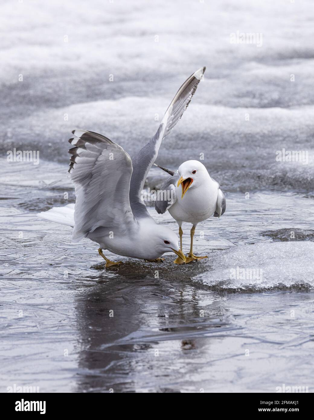 Common gull, mew gull, or sea mew pair Stock Photo - Alamy