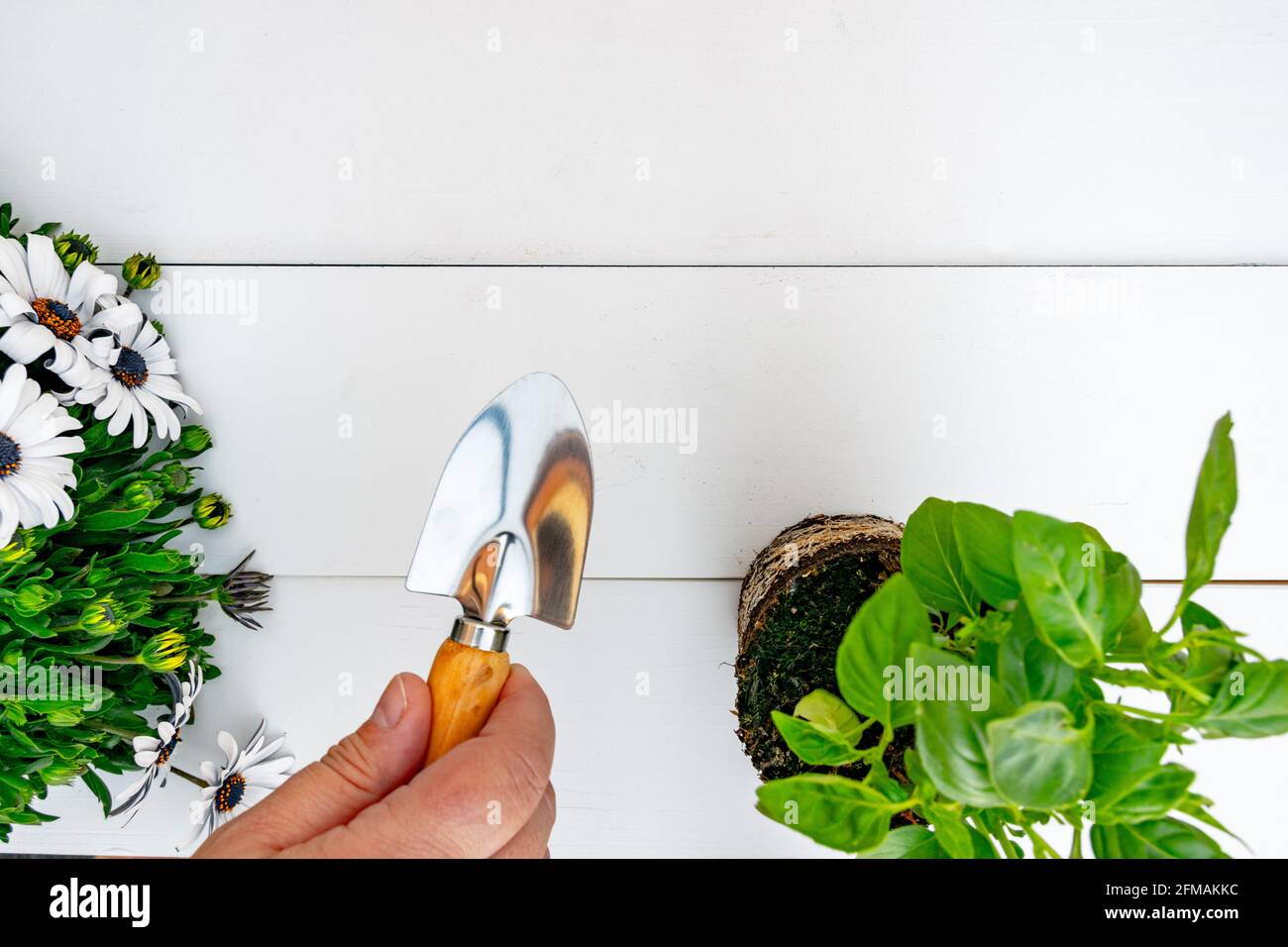 Hand holding gardening tool on white wooden background.Gardening ...