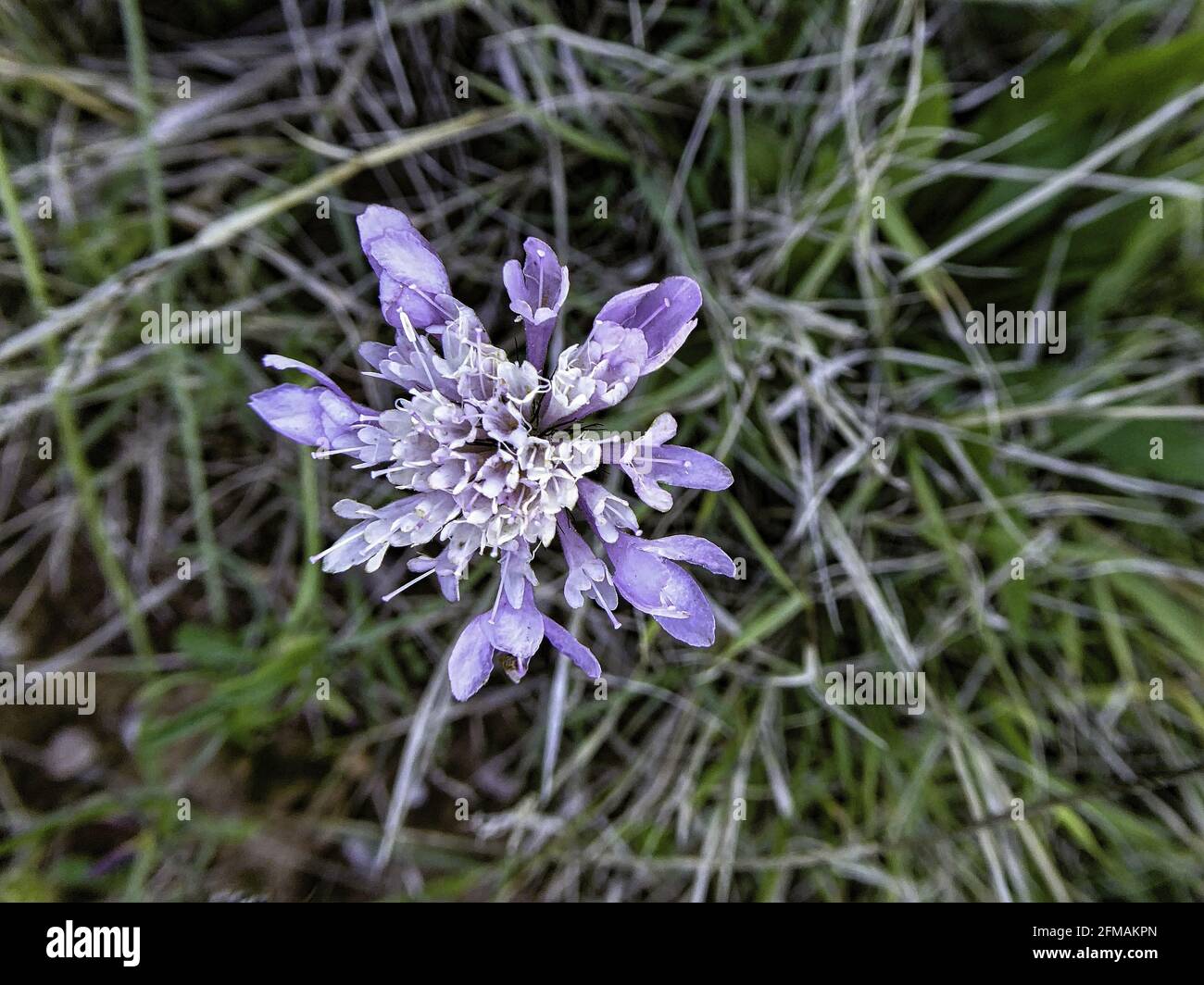 color contrast in nature Stock Photo - Alamy