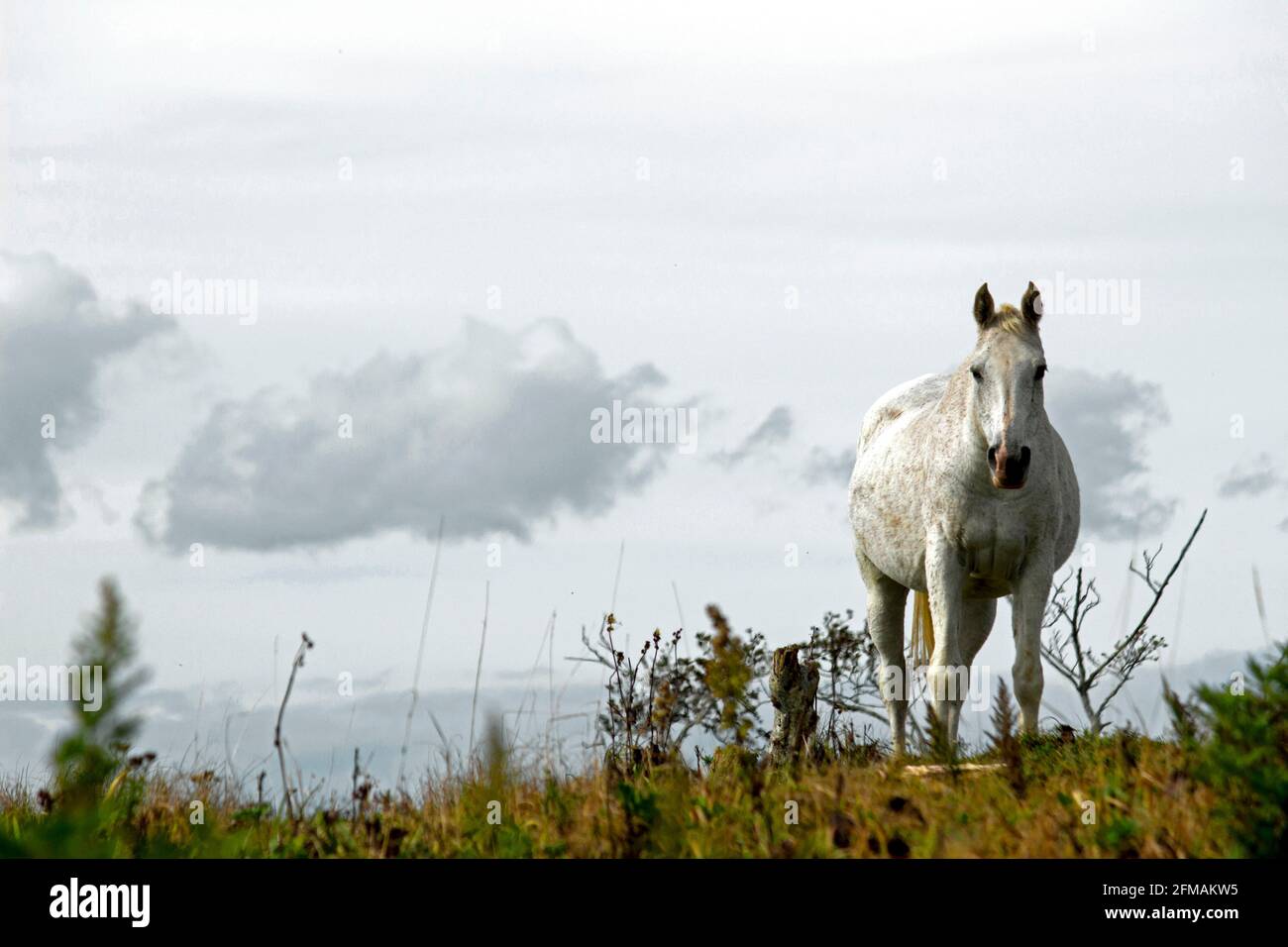 Austere beauty hi-res stock photography and images - Alamy