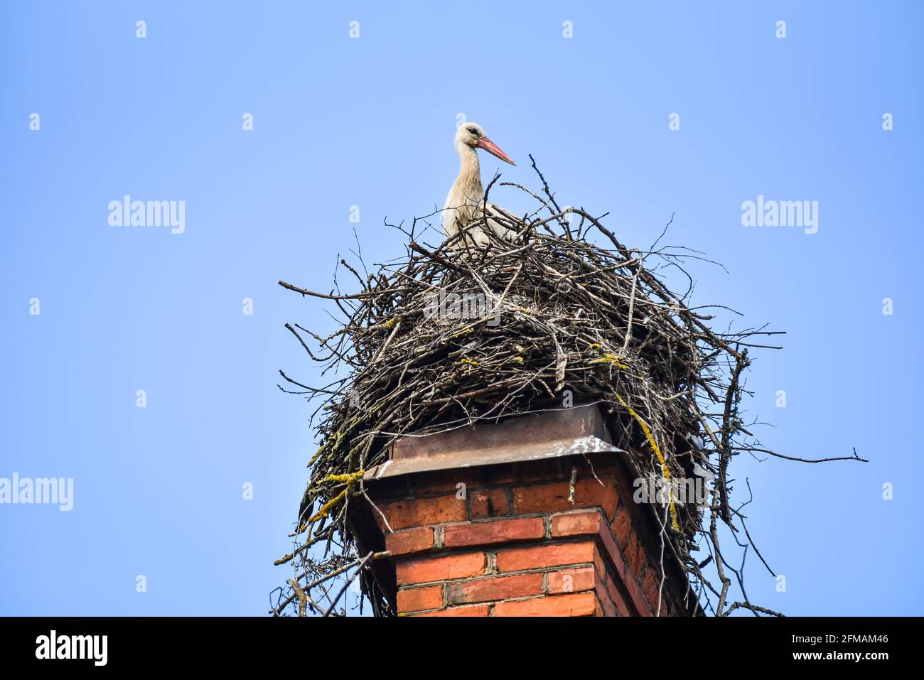 Stork builds a new nest in spring Stock Photo - Alamy