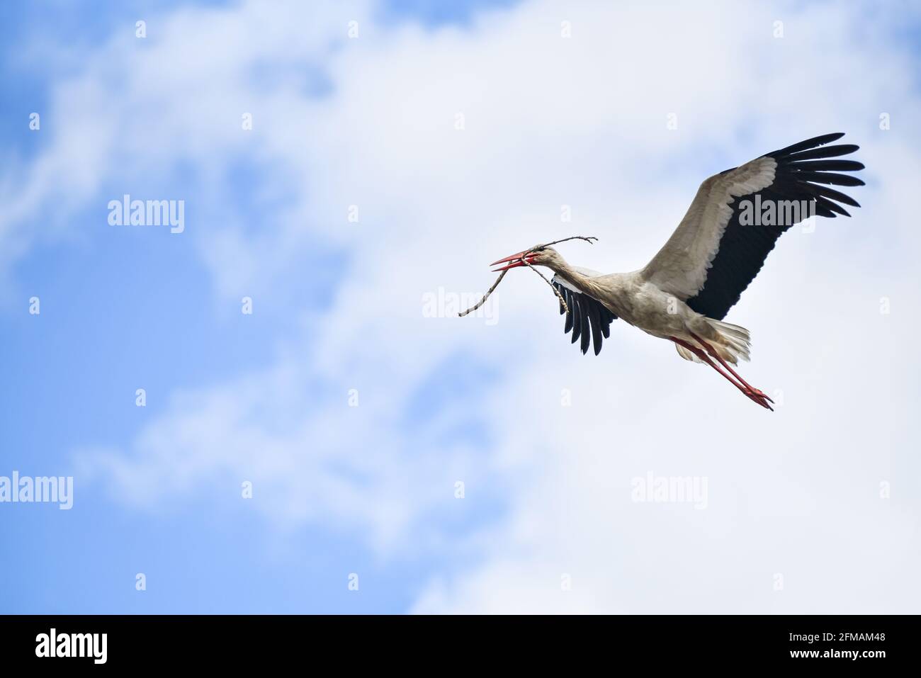 Stork builds a new nest in spring Stock Photo - Alamy