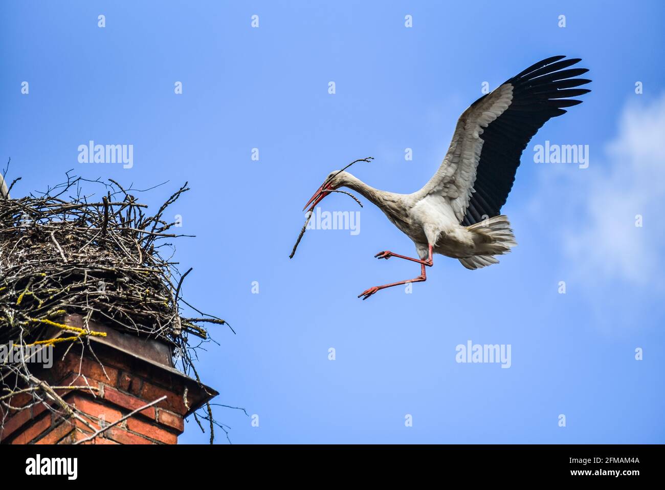 Stork builds a new nest in spring Stock Photo - Alamy
