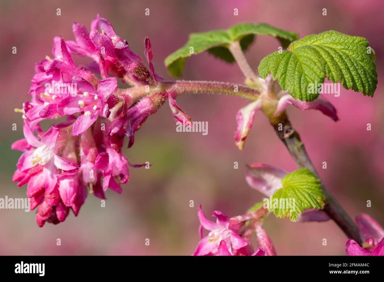 Close up of flowers on a red flowering currant (ribes sanguineum) shrub ...