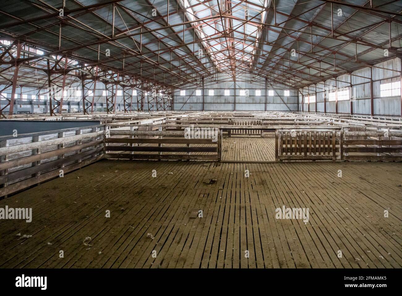 Sheep breeding, sheep shearing and processing on an estancia on Tierra ...