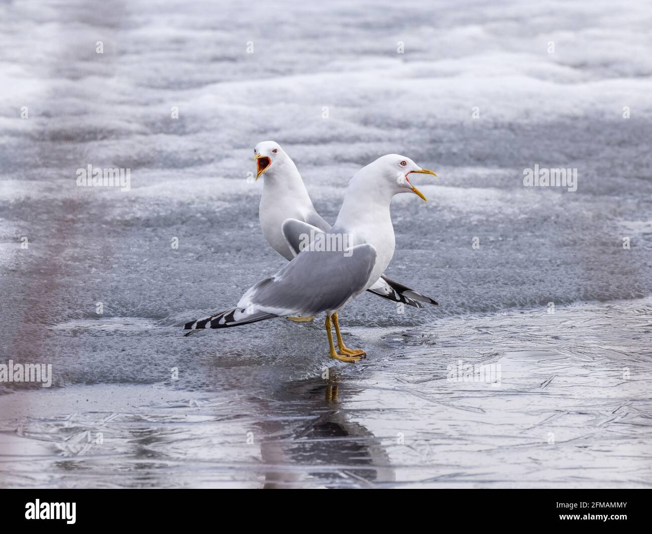 Common gull, mew gull, or sea mew pair Stock Photo - Alamy