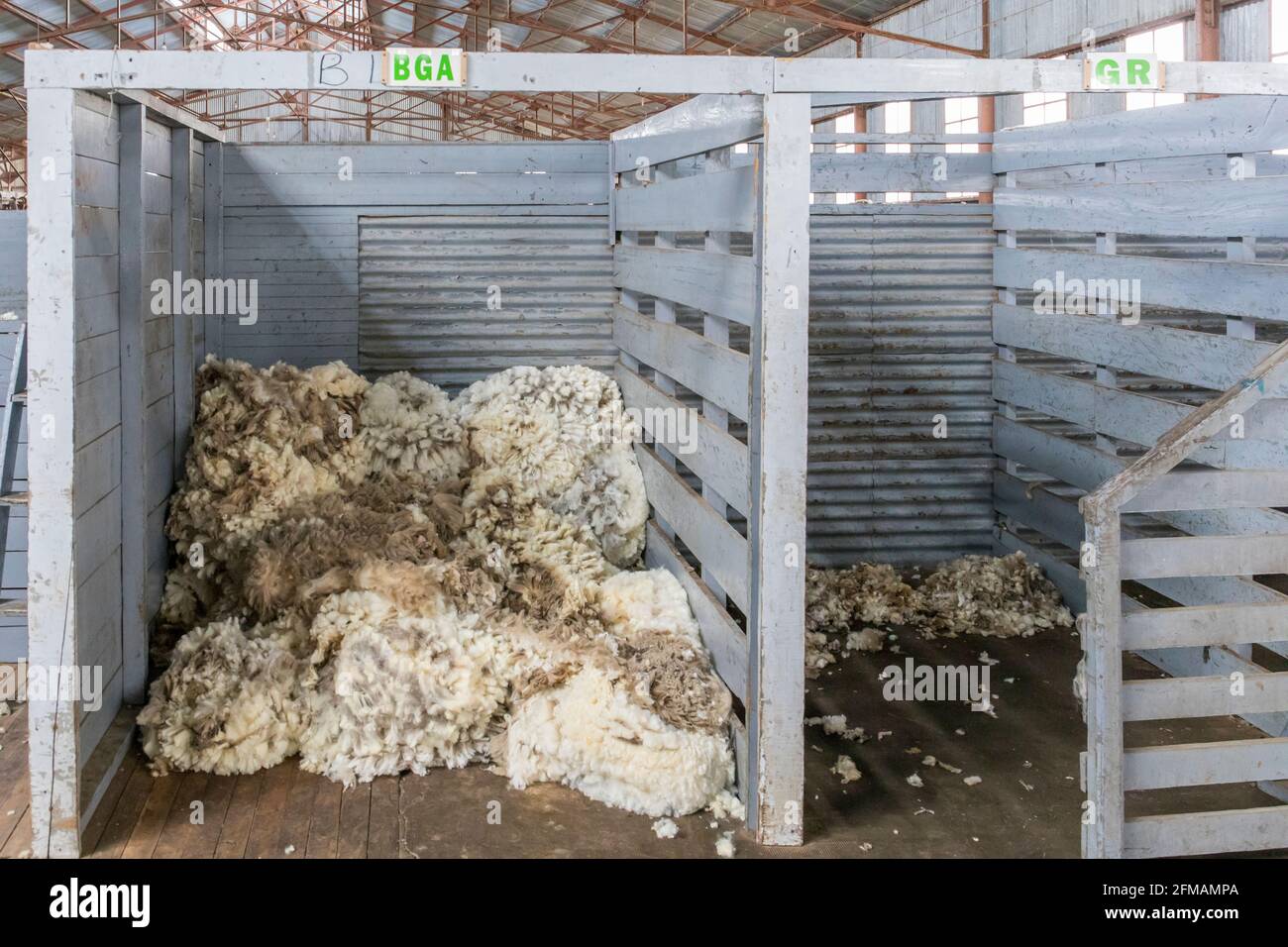 Sheep breeding, sheep shearing and processing on an estancia on Tierra ...