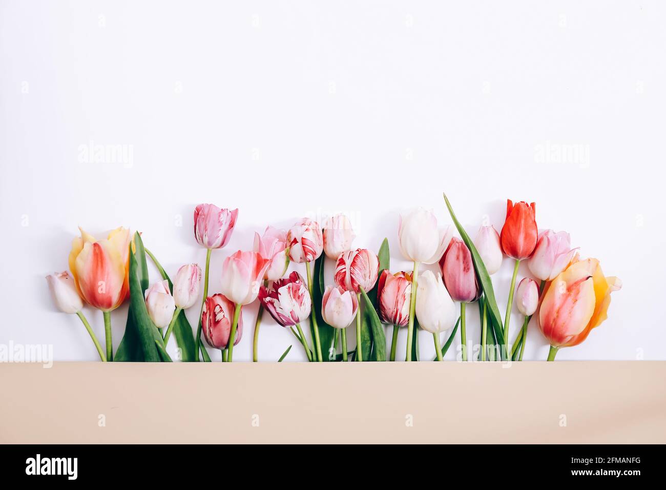 Tulip top view hi-res stock photography and images - Alamy