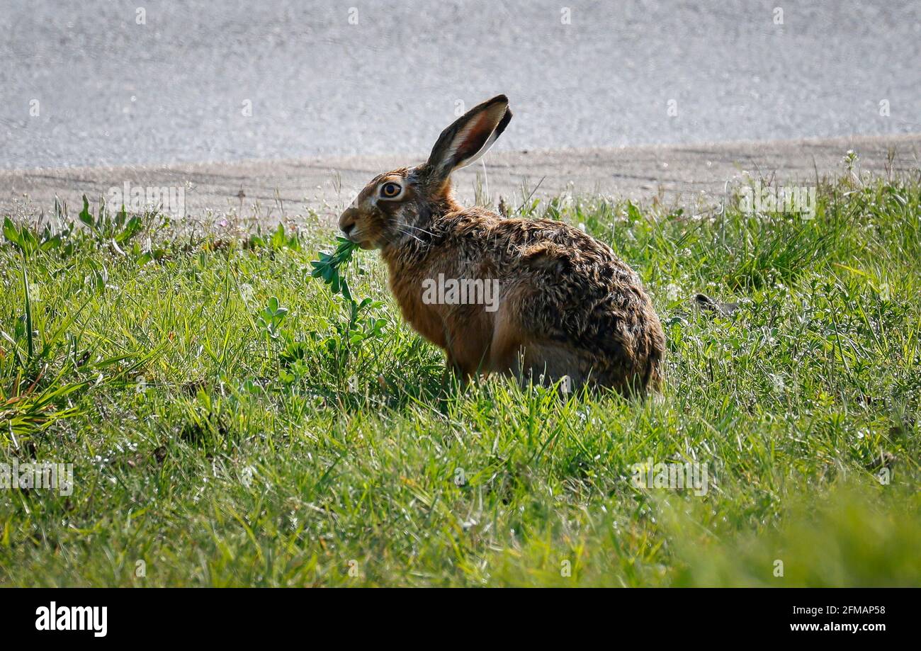 Luck hare hi-res stock photography and images - Alamy