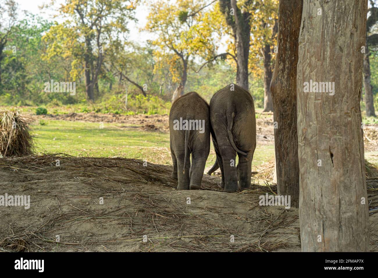 Two elephant cubs in elephant rearing in Sauraha, Chitwan National Park ...