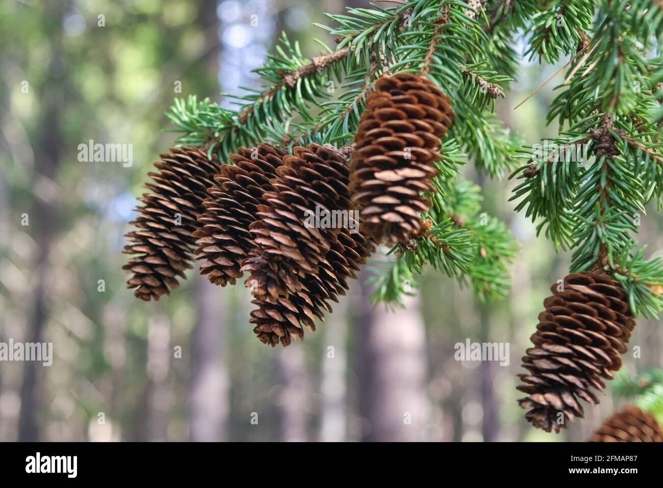 Closeup photo of green needle spruse tree with cones Stock Photo - Alamy