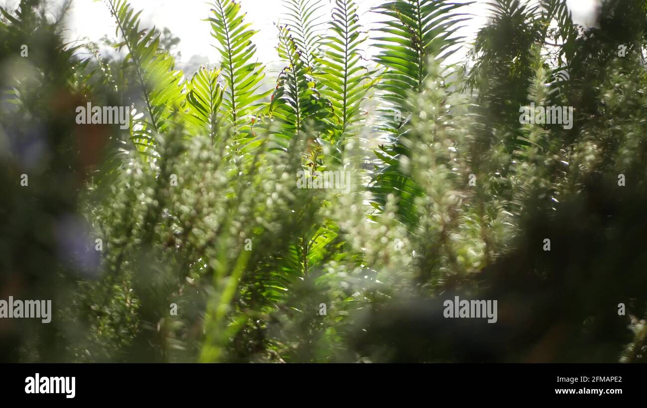 Cycad fern leaves in forest, California USA. Green fresh juicy natural ...