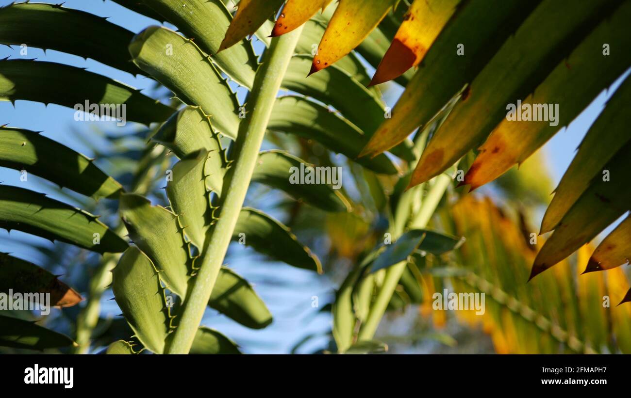 Cycad fern leaves in forest, California USA. Green fresh juicy natural ...