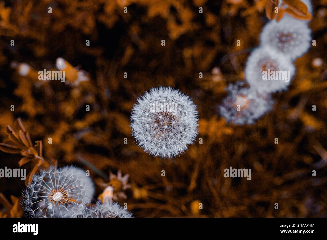 Dandelions, stylized, colored Stock Photo - Alamy