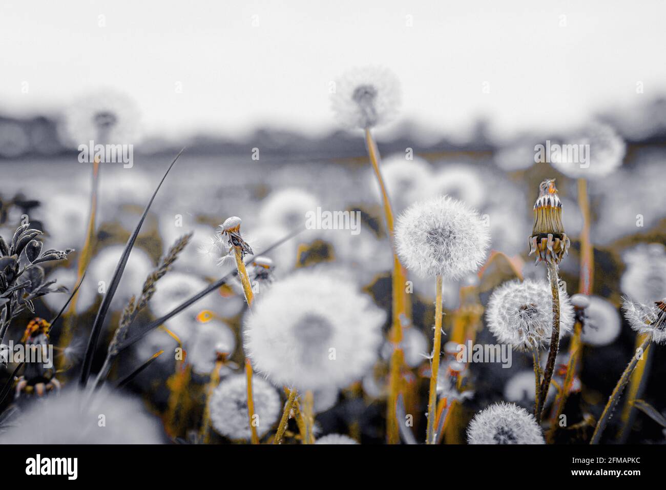 Dandelions, stylized, colored Stock Photo - Alamy