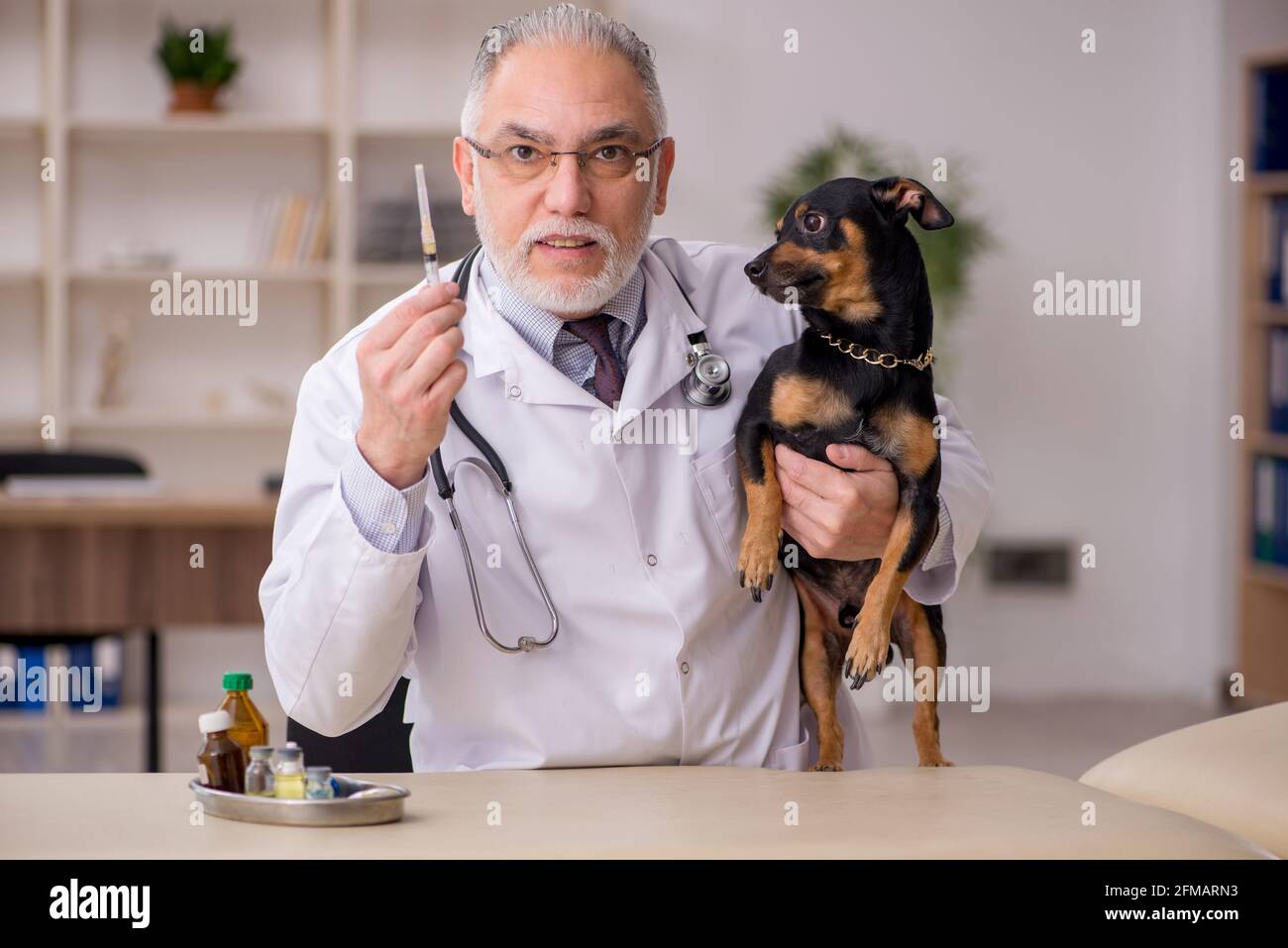 Old vet doctor examining dog in the clinic Stock Photo - Alamy