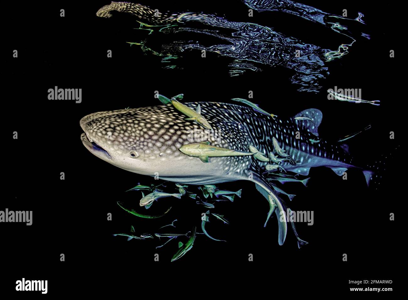 The whale shark (Rhincodon typus) is the largest fish in the world's ...