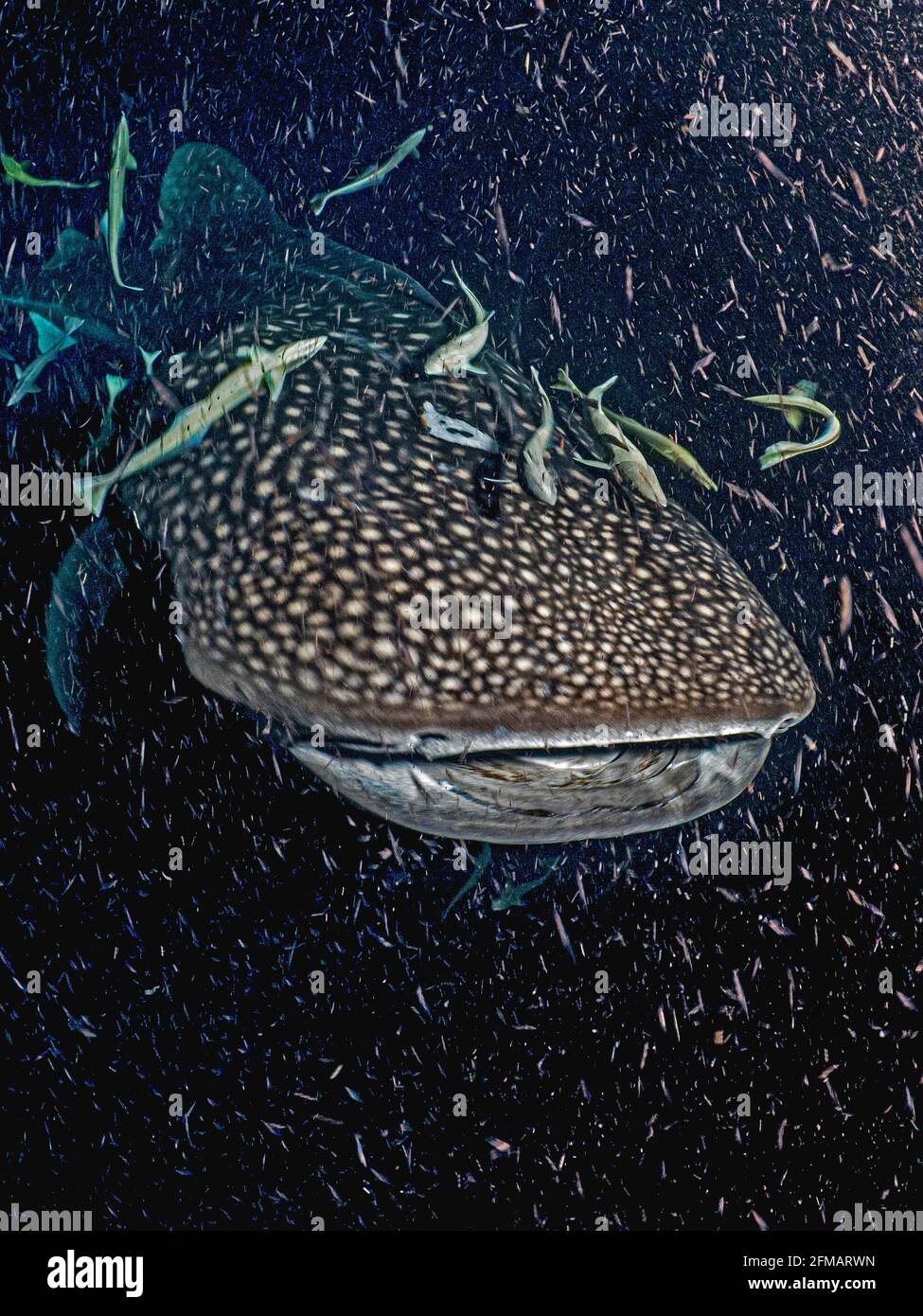 The whale shark (Rhincodon typus) is the largest fish in the world's ...