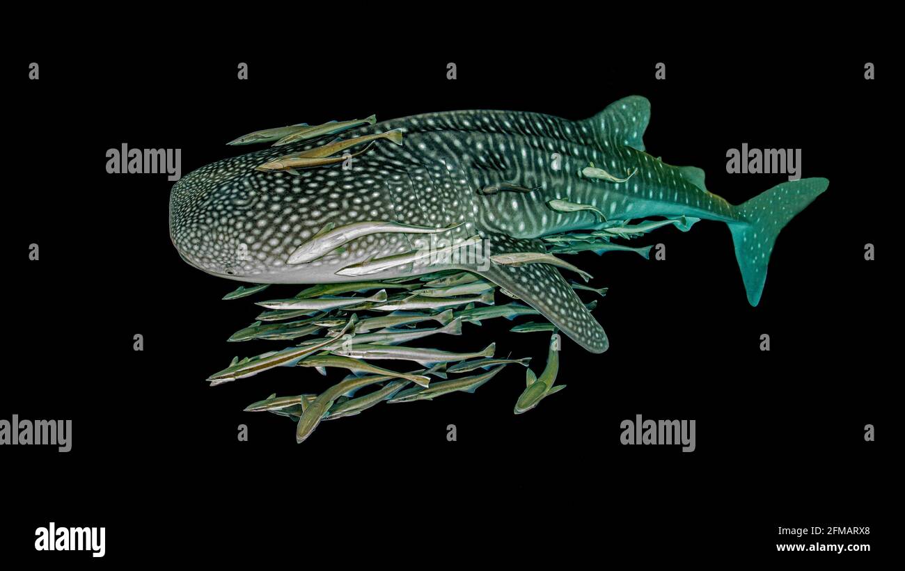 The whale shark (Rhincodon typus) is the largest fish in the world's ...