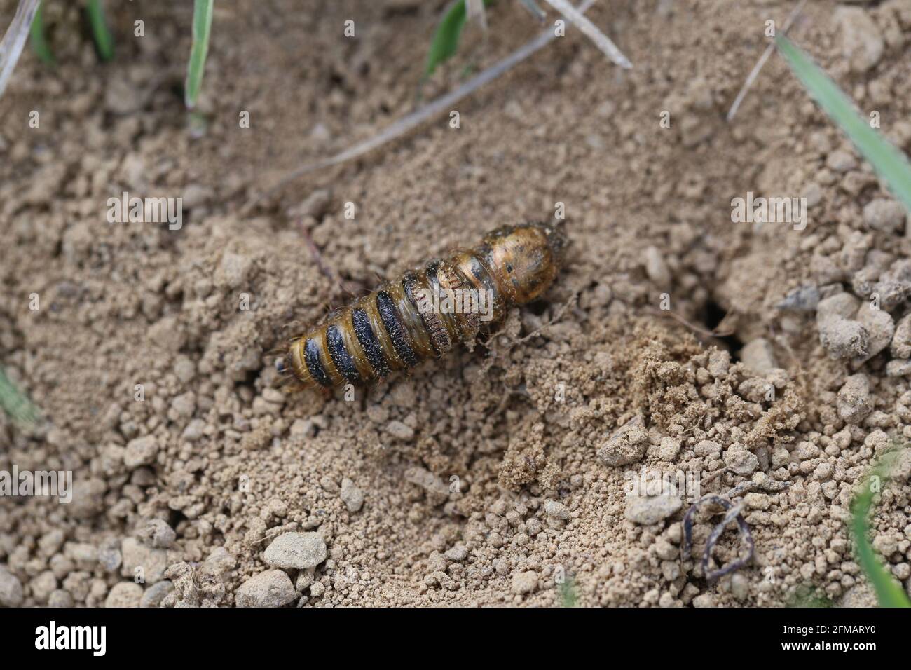 Large bee fly nymph hi-res stock photography and images - Alamy