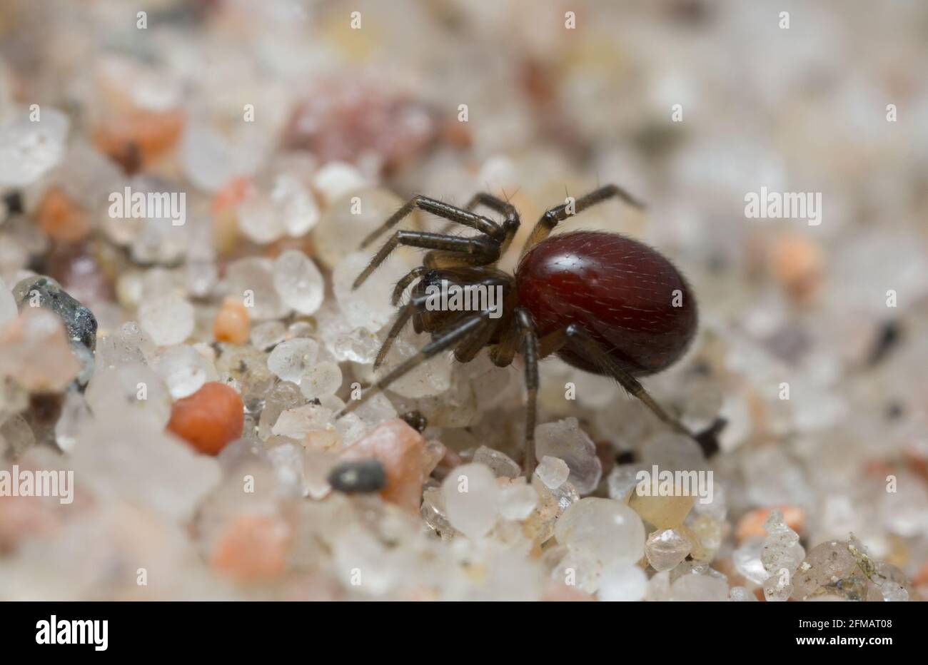 Small spider on sand photographed with high magnification Stock Photo ...