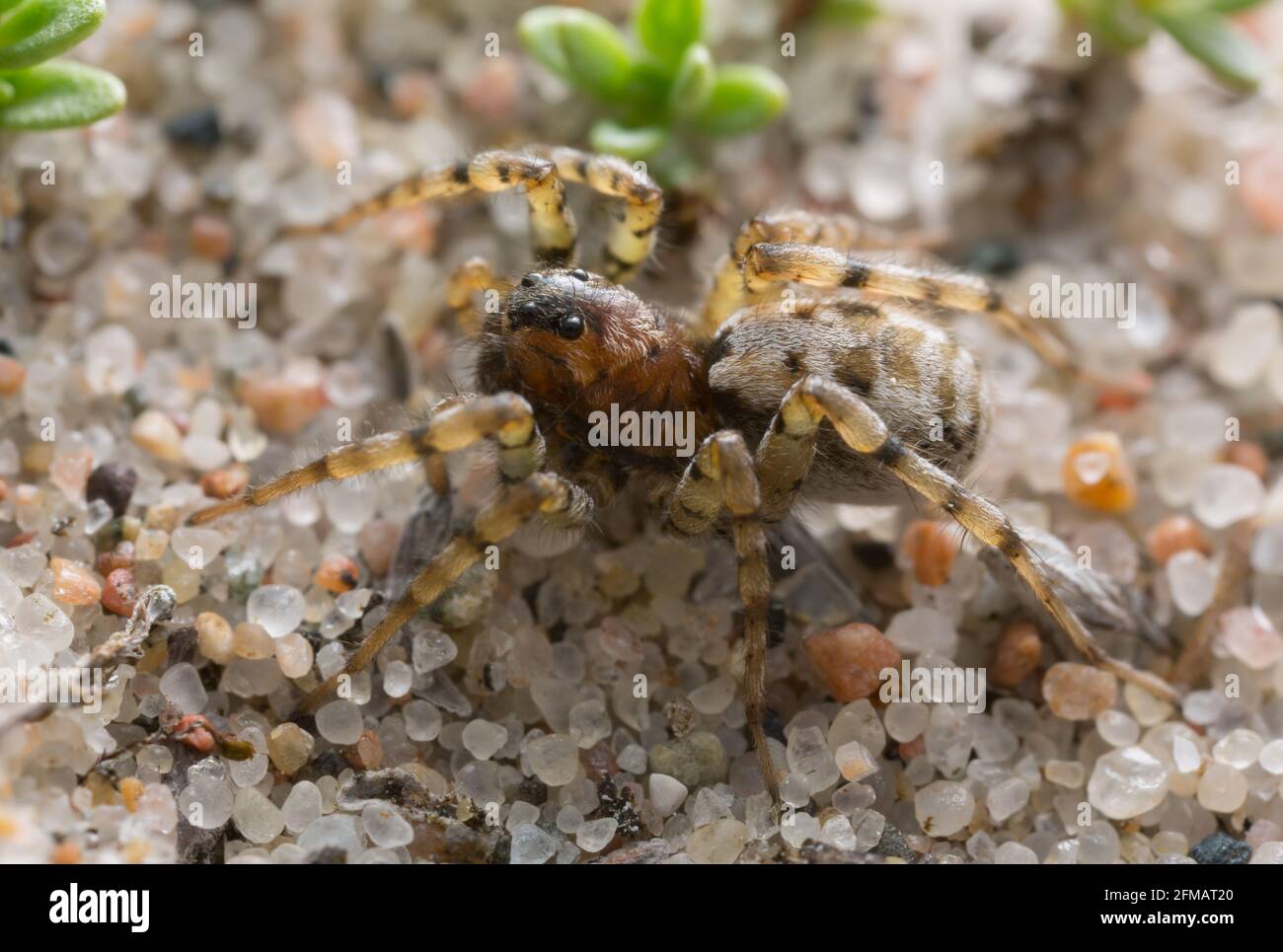 Macro wolf spider hi-res stock photography and images - Alamy