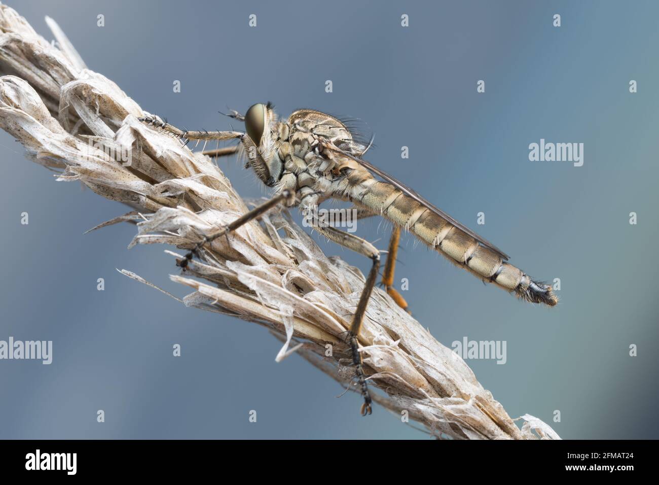 Macro photo of a male robber-fly, Philonicus albiceps resting on straw ...