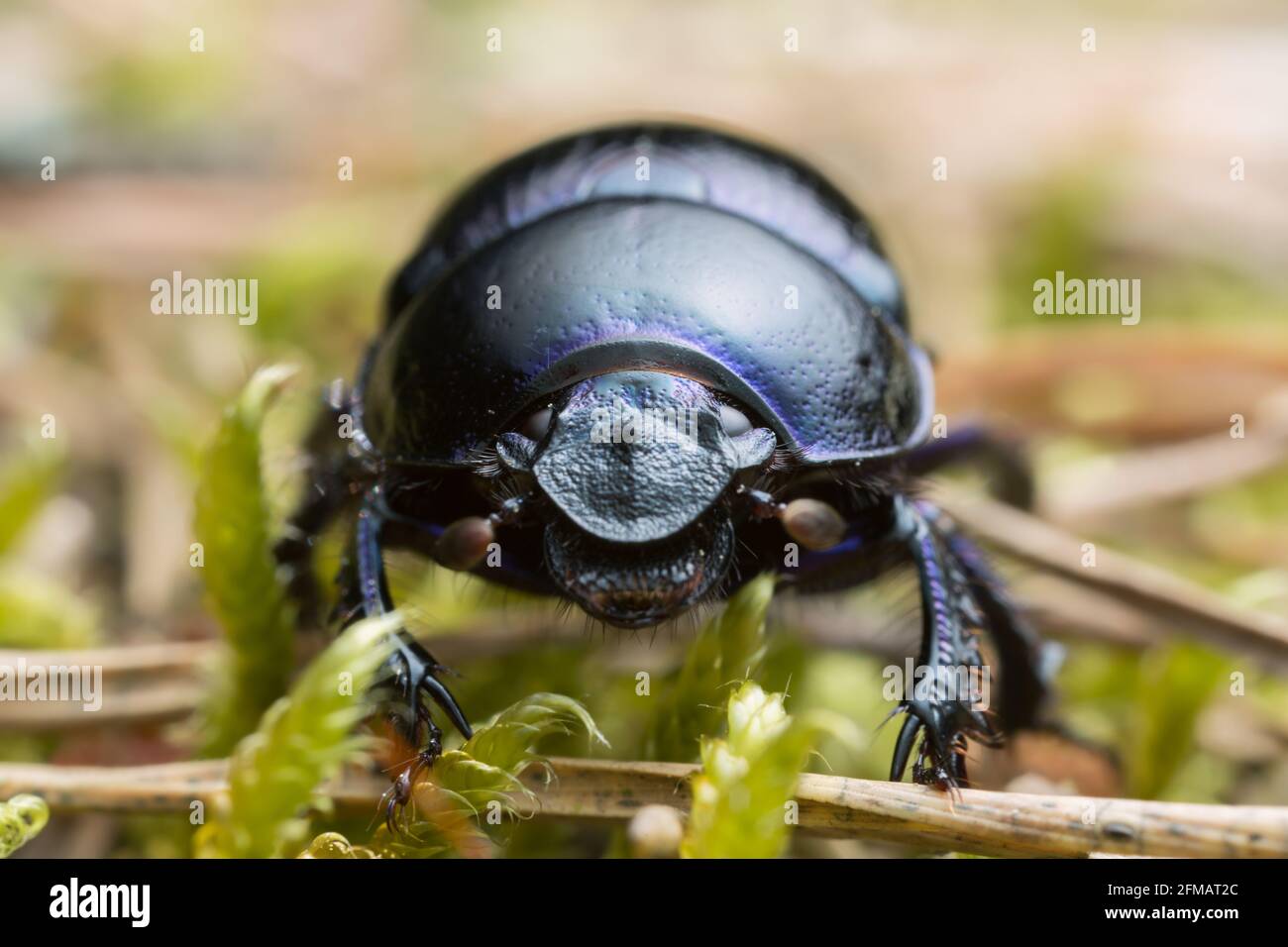 Dor bug hi-res stock photography and images - Alamy