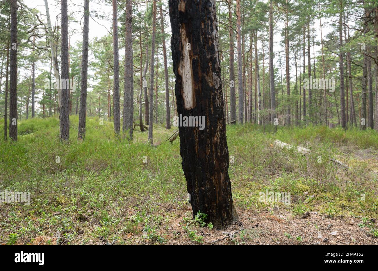 Pinales hi-res stock photography and images - Alamy