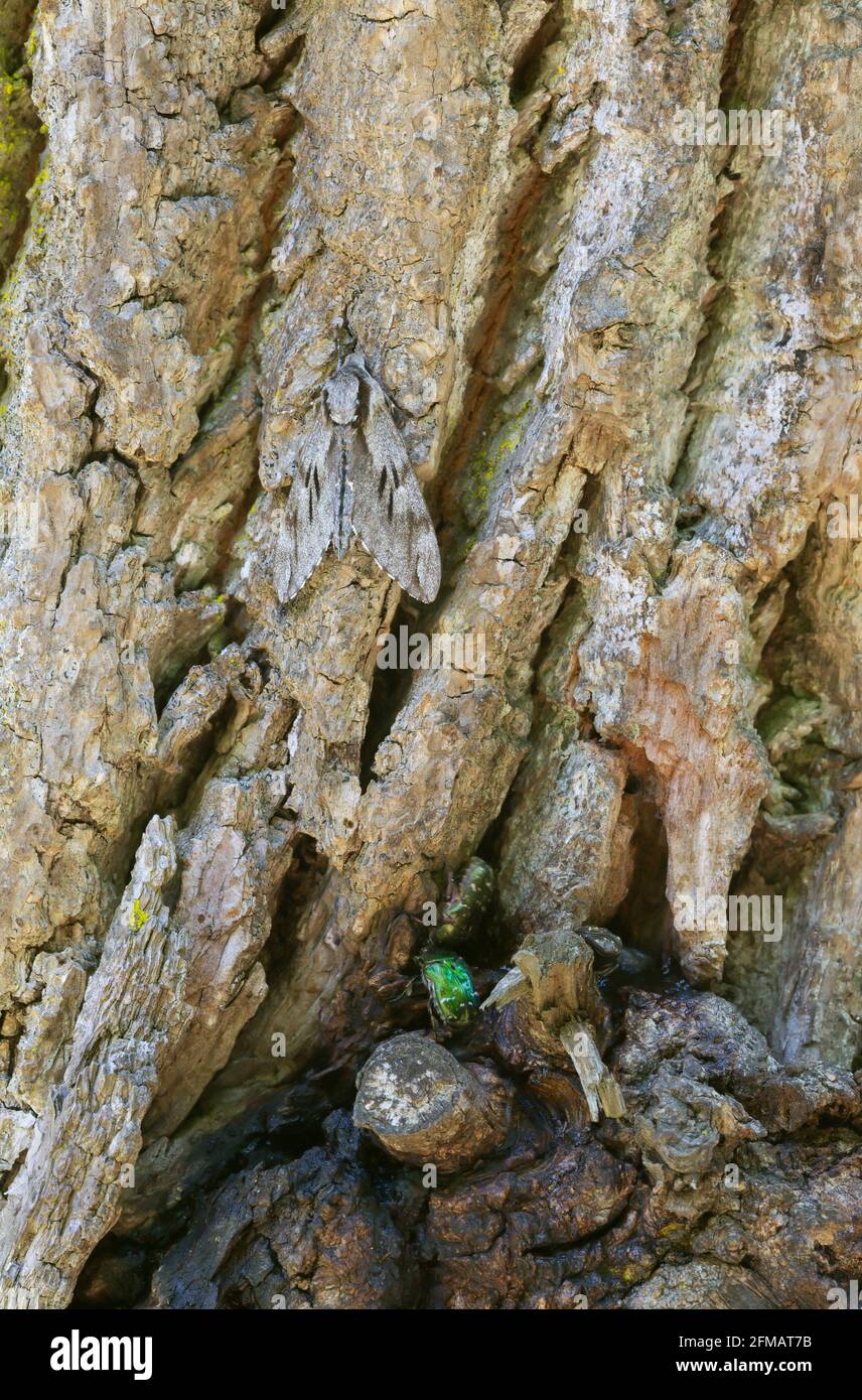 Pine hawk moth, Sphinx pinastri resting on oak, rose chafer beetles can ...