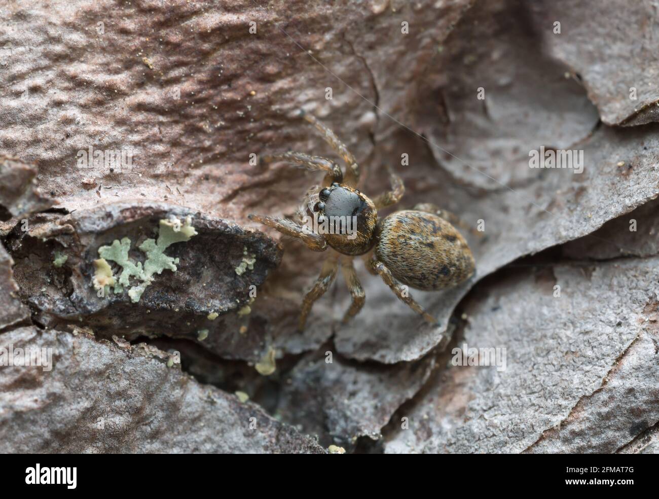 Female jumping spider, Evarcha falcata on pine bark Stock Photo - Alamy