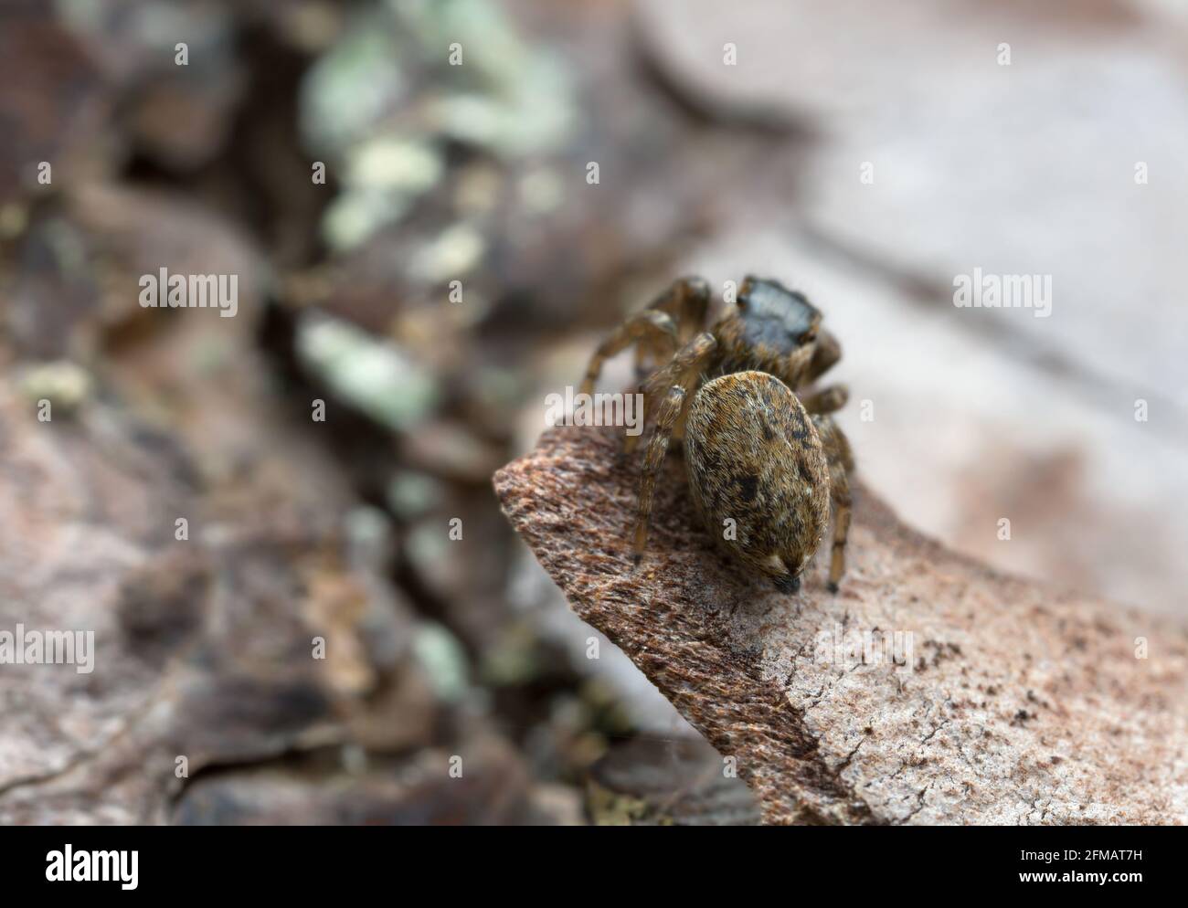 Female jumping spider, Evarcha falcata on pine bark Stock Photo - Alamy