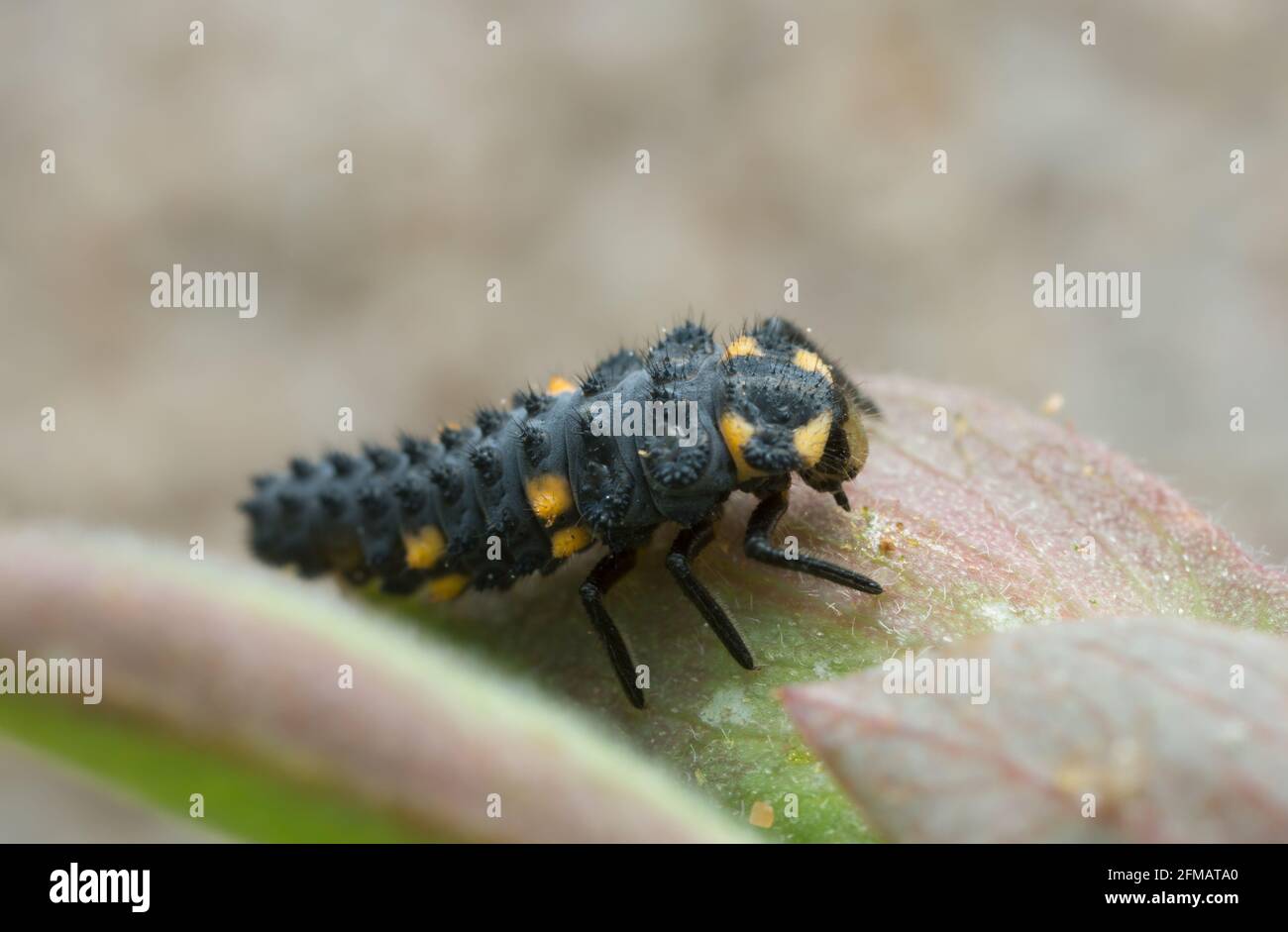 Coccinellidae larva hi-res stock photography and images - Alamy