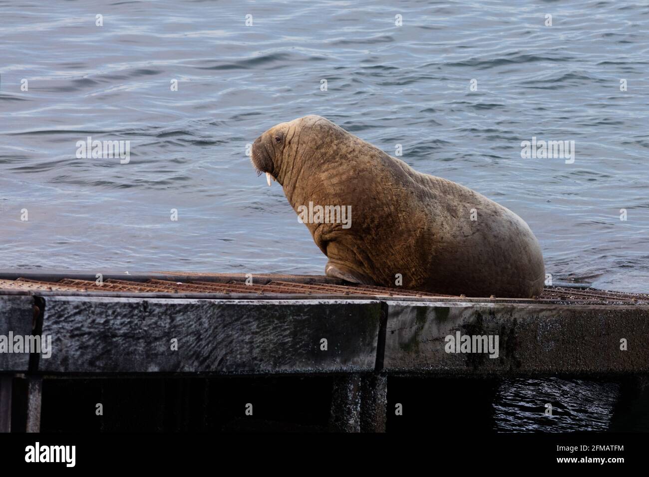 Wally walrus hi-res stock photography and images - Alamy