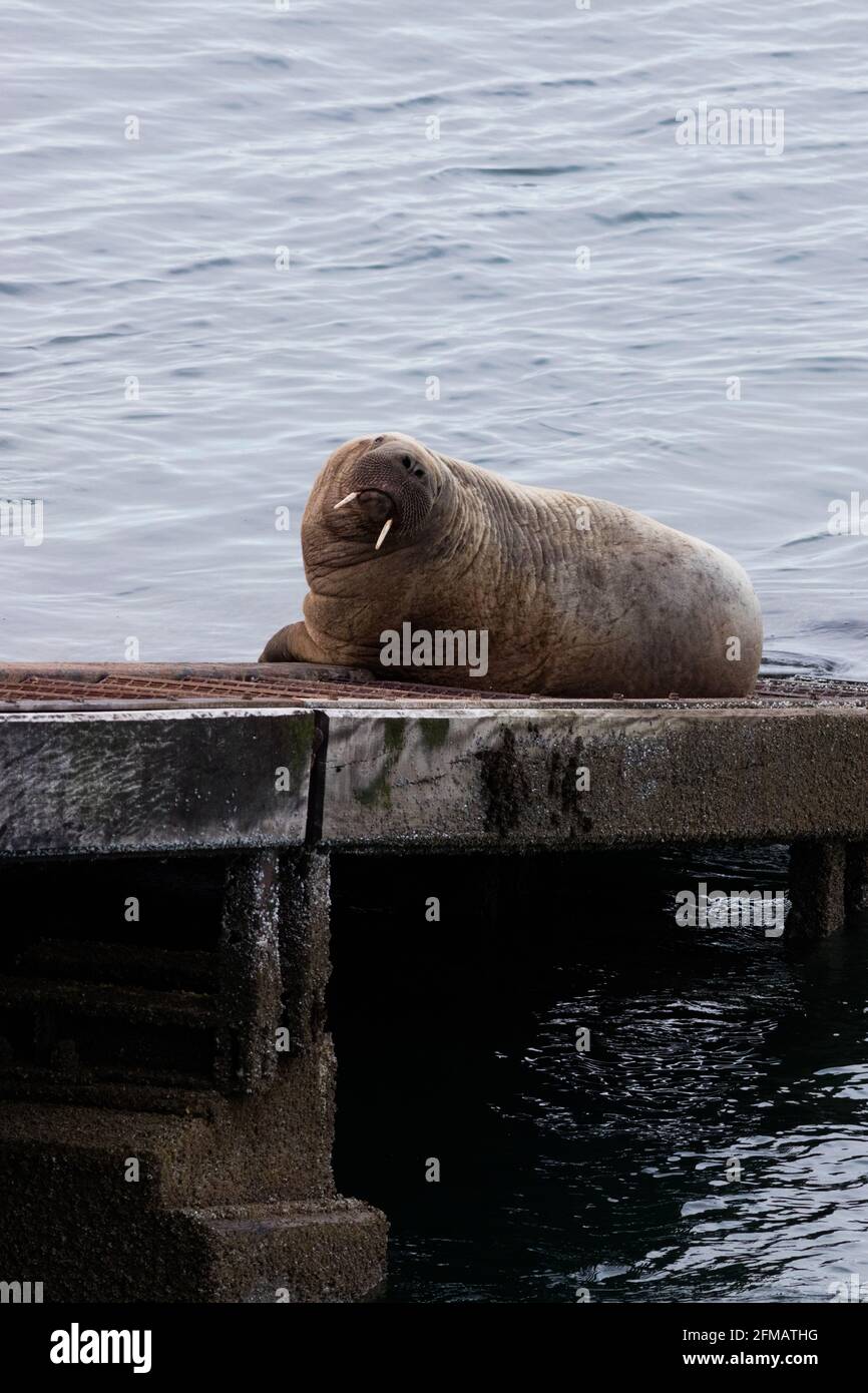 Tenby, Pembrokeshire, West Wales, UK. 7 May 2021. 'Wally' the Arctic ...