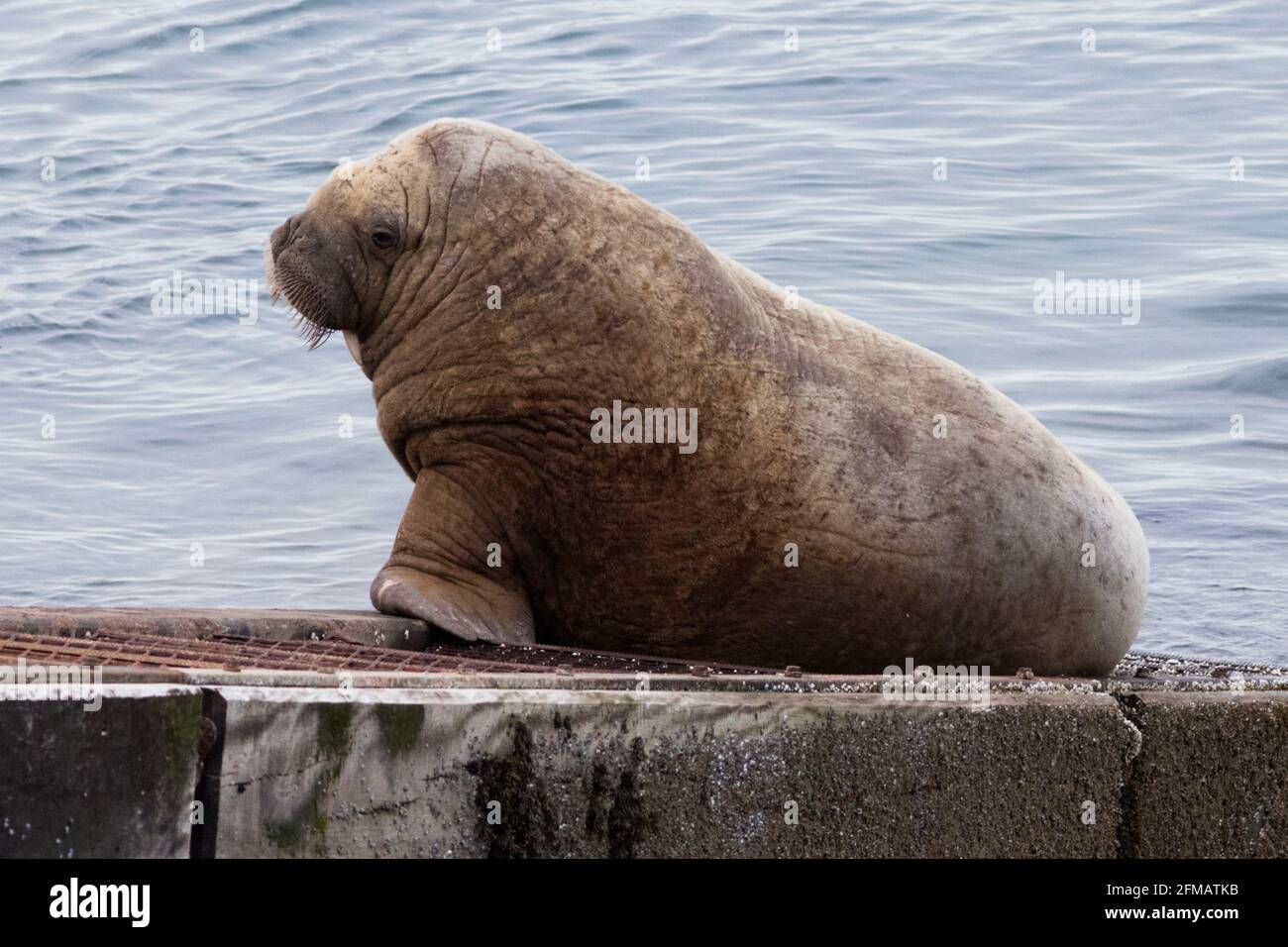 Wally walrus hi-res stock photography and images - Alamy