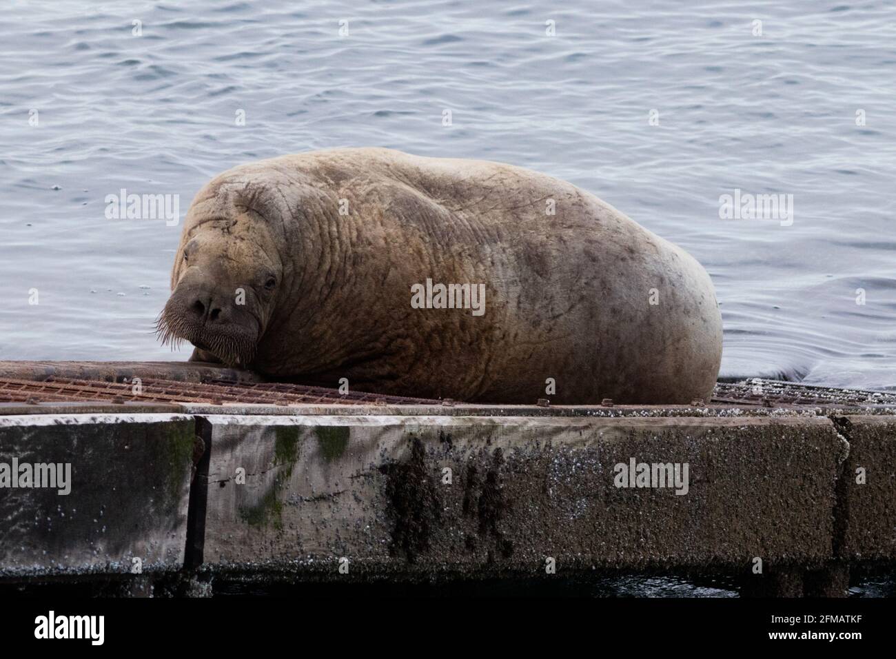 Wally walrus hi-res stock photography and images - Alamy