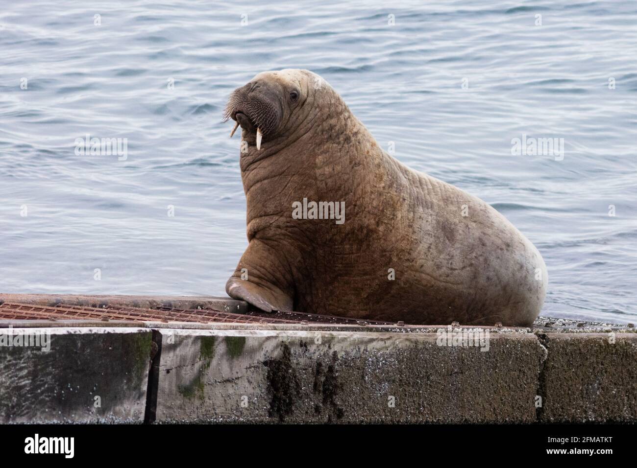 Wally walrus hi-res stock photography and images - Alamy