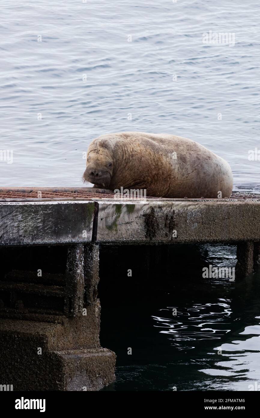 Wally walrus hi-res stock photography and images - Alamy