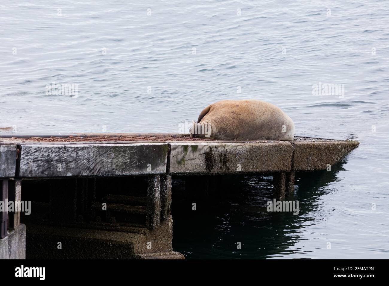 Wally walrus hi-res stock photography and images - Alamy